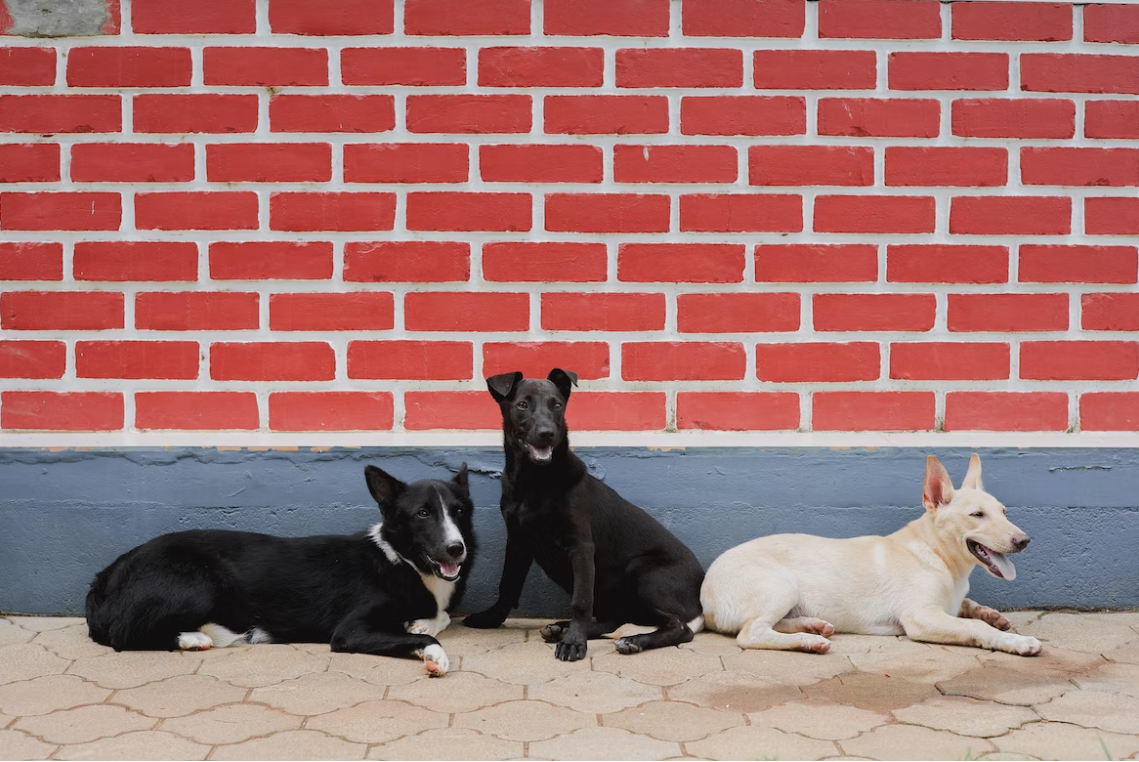 Keeping more than two dogs - Kāpiti Coast District Council