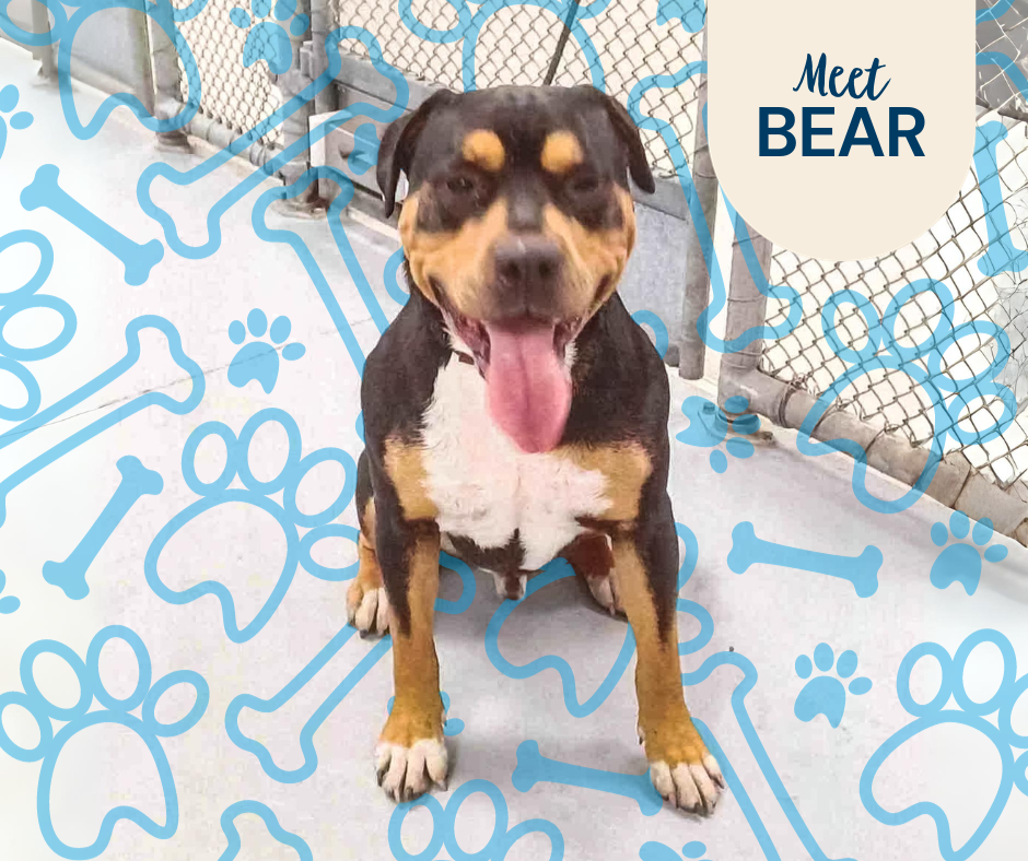 Adoption - Kāpiti Coast District Council