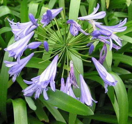 Pest plants - Kāpiti Coast District Council
